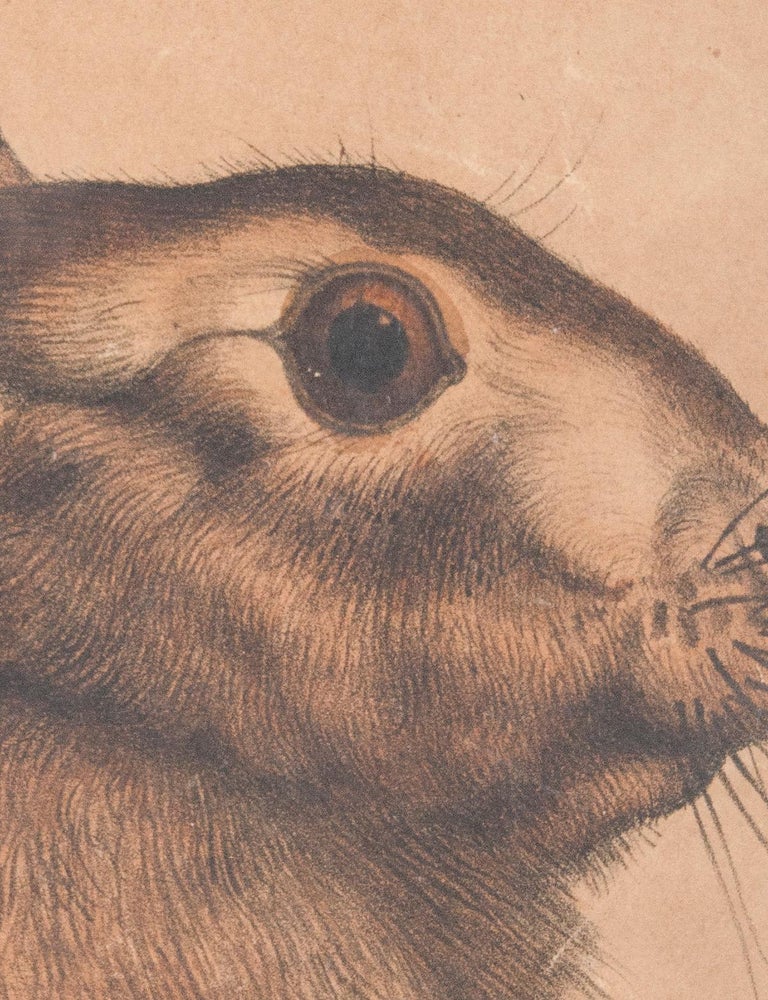 19th Century Antique Engraving of a Hare with Maplewood Frame For Sale ...