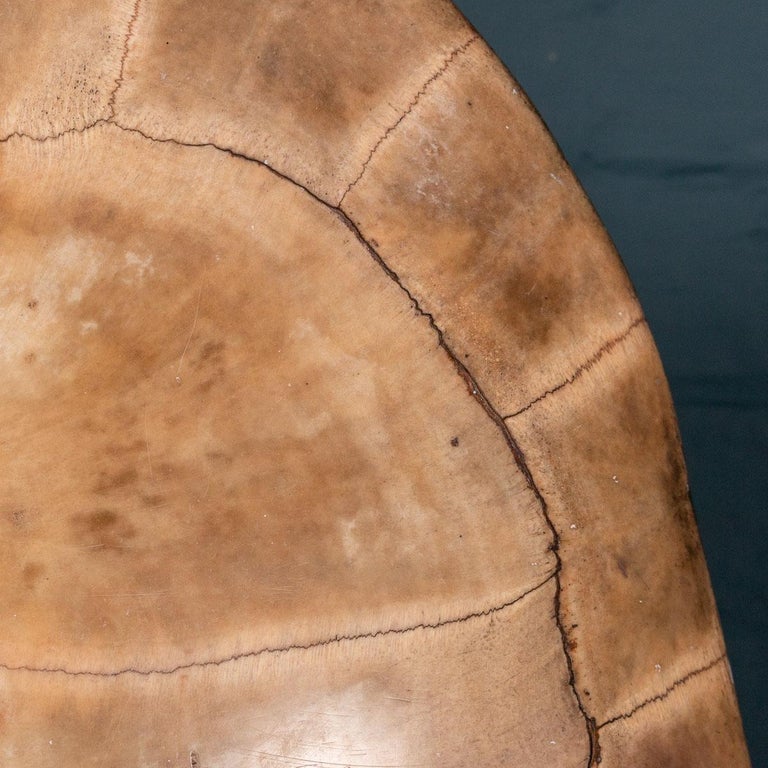 19th Century "Blonde" Turtle Shell, on a Lamp Mounted Stand at 1stDibs