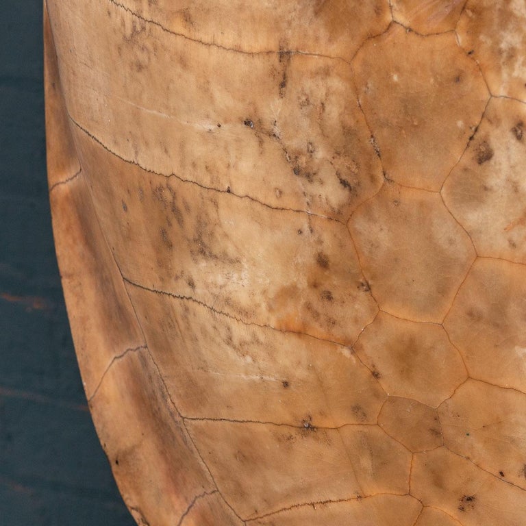 19th Century "Blonde" Turtle Shell, on a Lamp Mounted Stand at 1stDibs