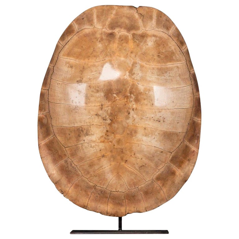 19th Century "Blonde" Turtle Shell, on a Lamp Mounted Stand at 1stDibs