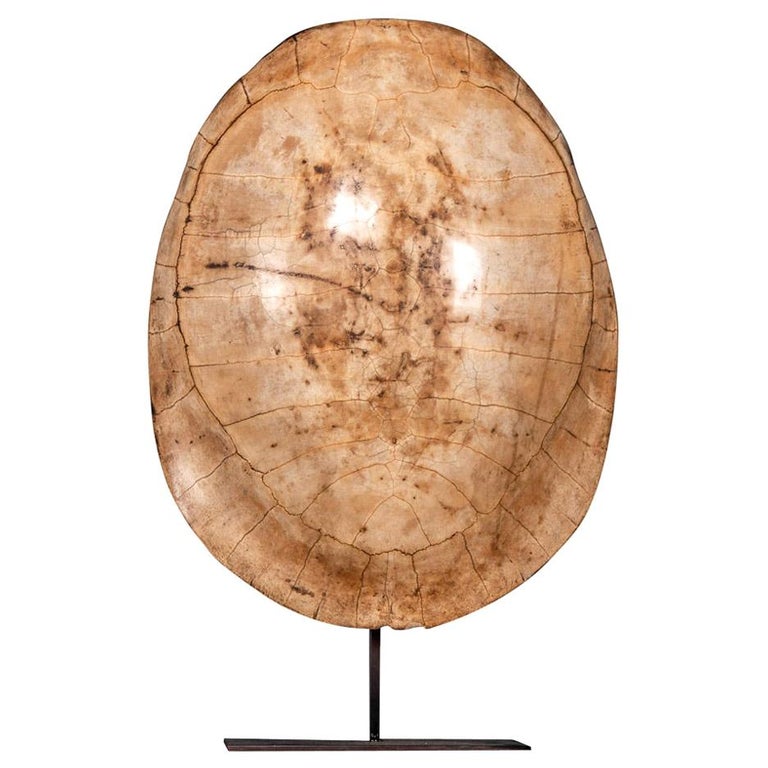 19th Century "Blonde" Turtle Shell, on a Lamp Mounted Stand at 1stDibs