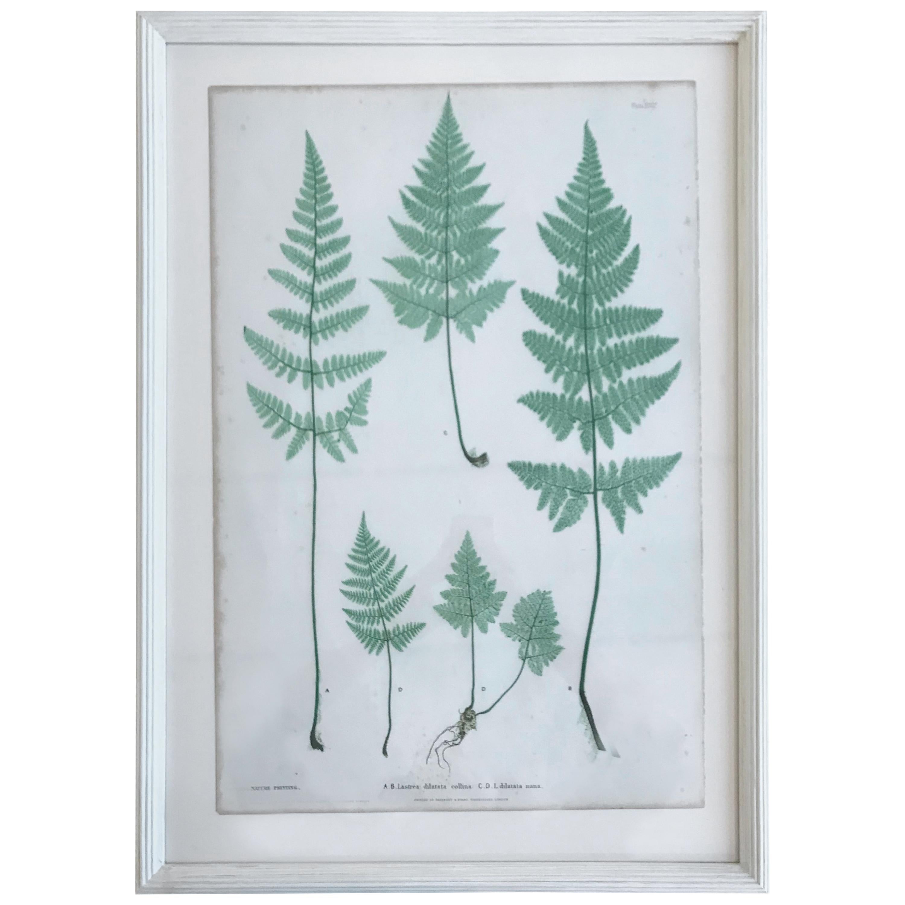 19th Century Bradbury and Evans Nature Printed Fern Print For Sale at ...