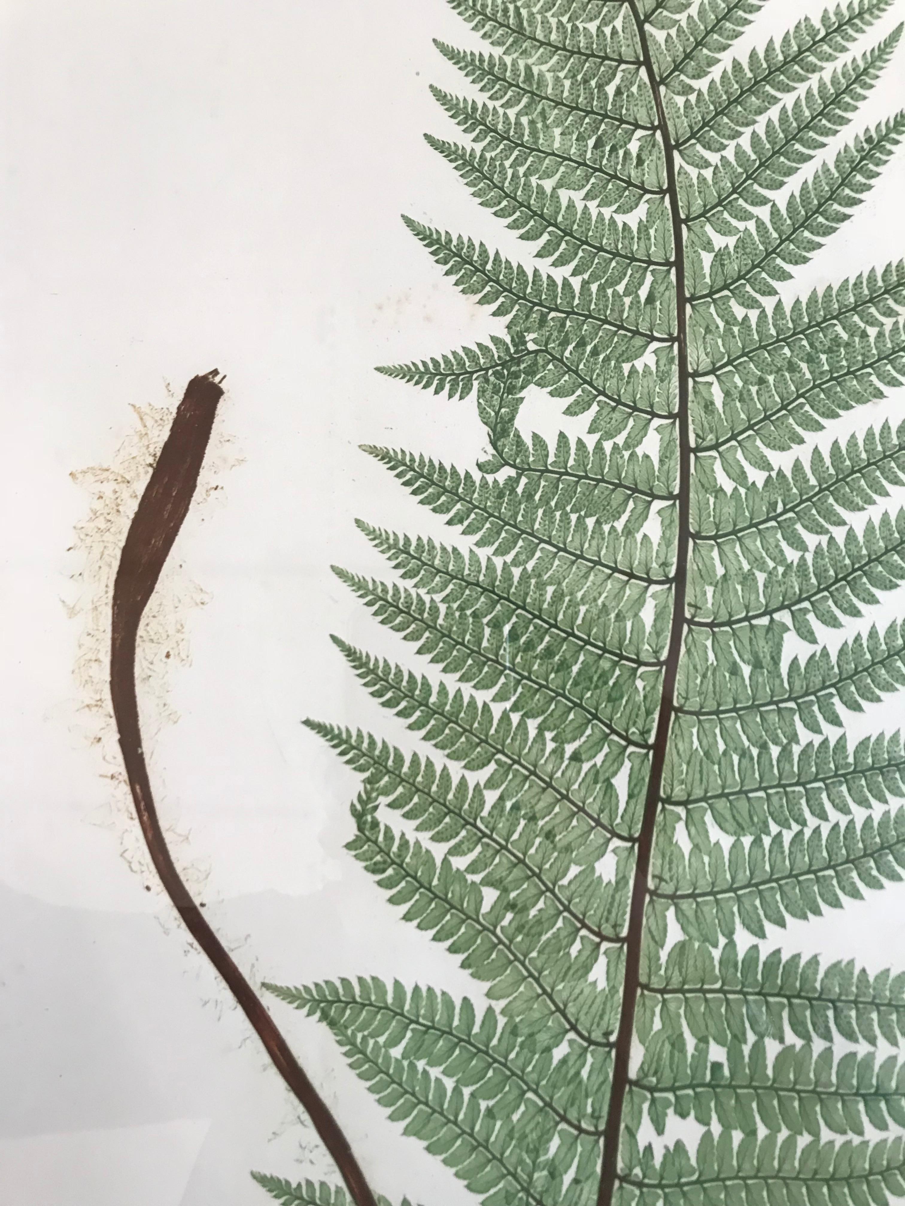 19th Century Bradbury and Evans Nature Printed Fern Print For Sale at ...