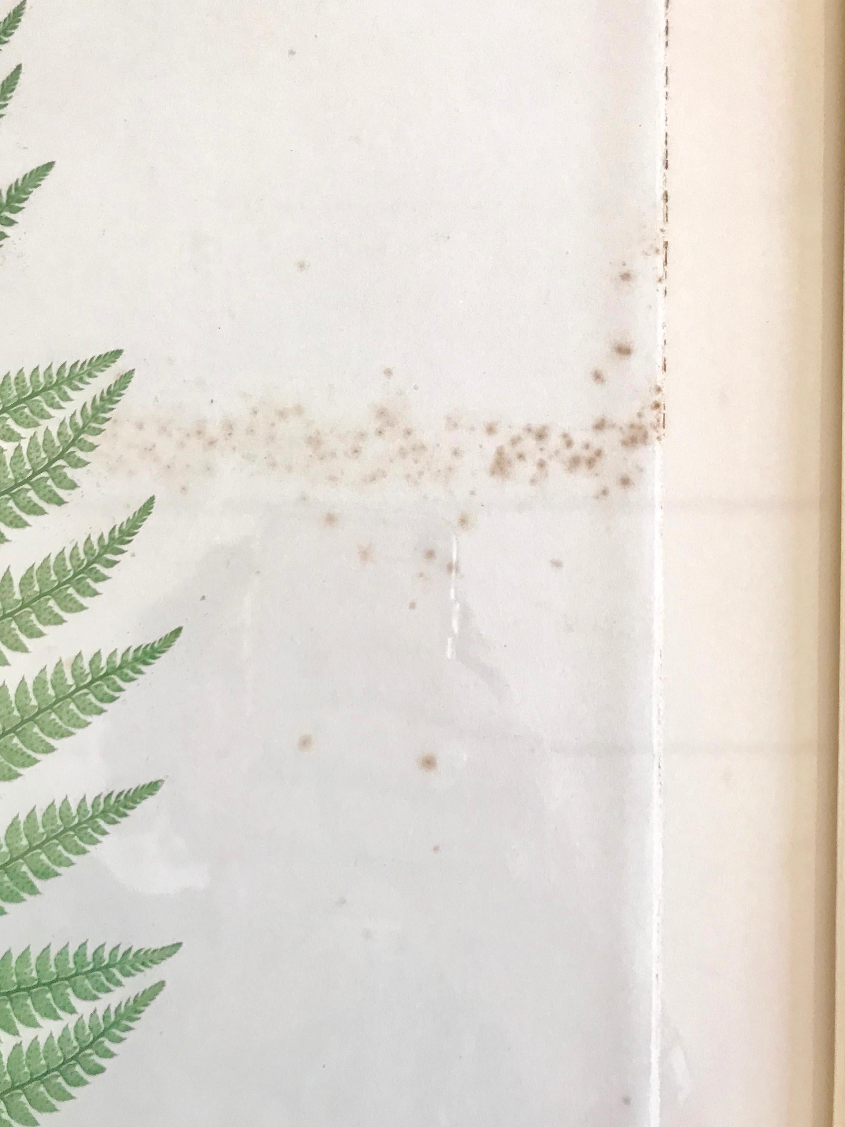 19th Century Bradbury and Evans Nature Printed Fern Print For Sale at ...