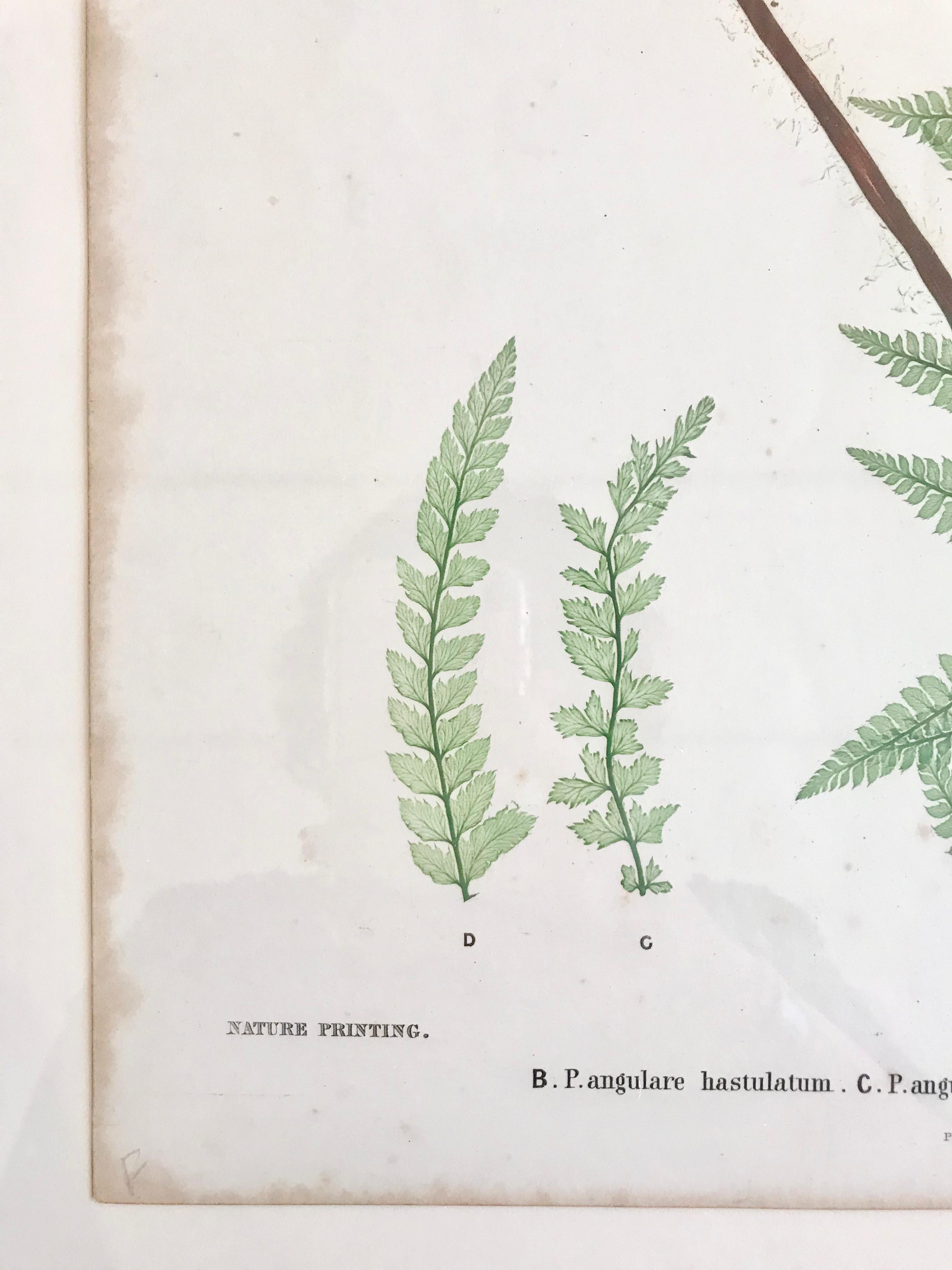 19th Century Bradbury and Evans Nature Printed Fern Print For Sale at ...