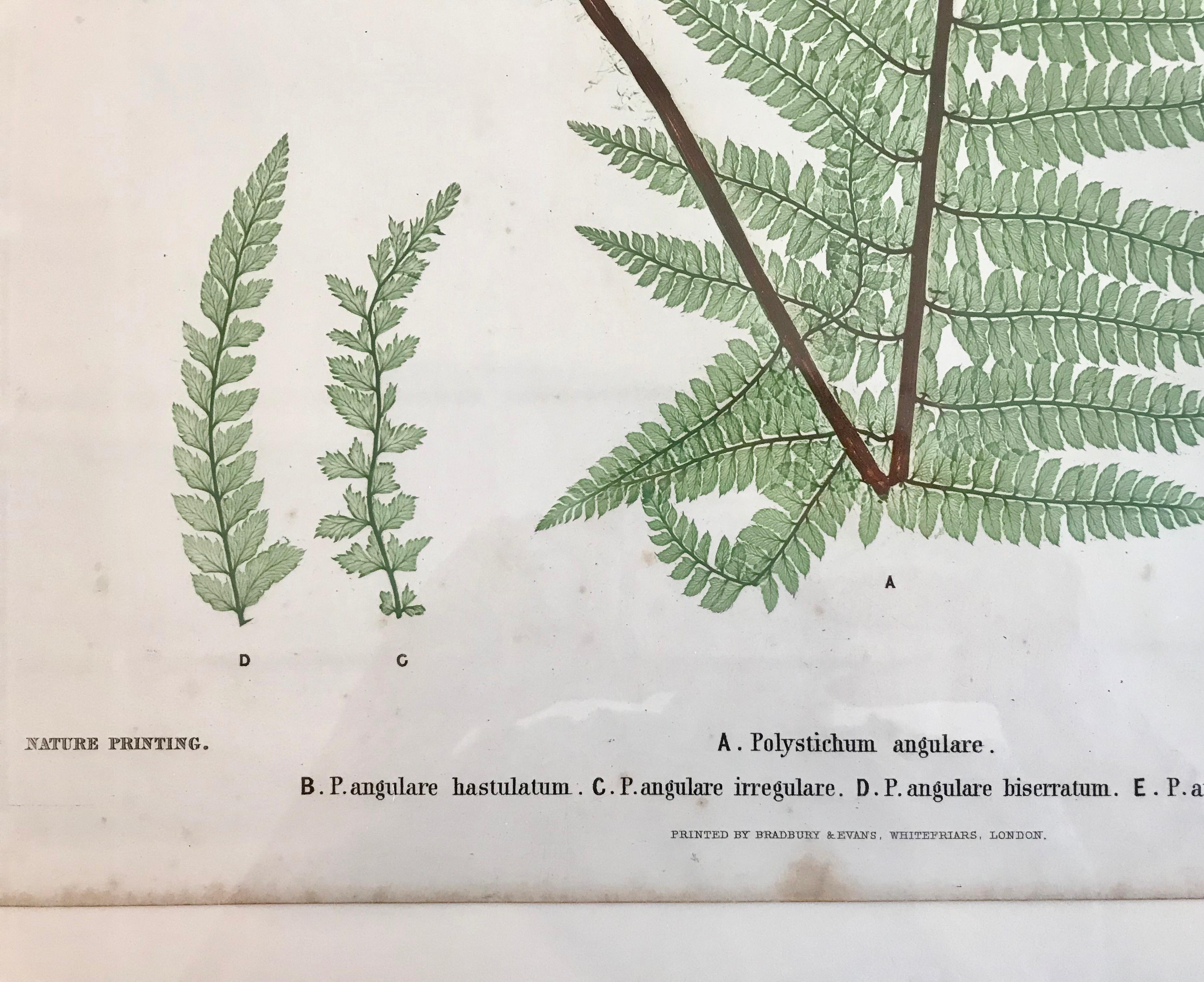 19th Century Bradbury and Evans Nature Printed Fern Print For Sale at ...