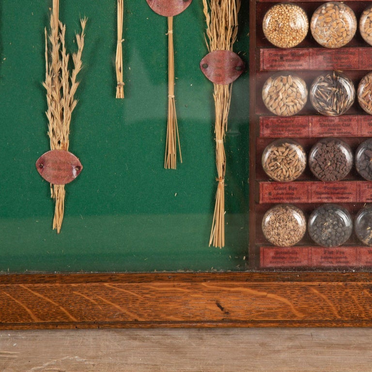 19th Century Carter Tested Seed Wall Display For Sale at 1stDibs