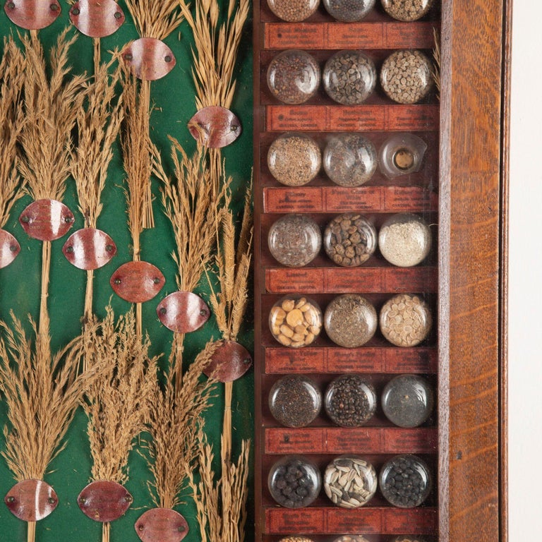 19th Century Carter Tested Seed Wall Display For Sale at 1stDibs