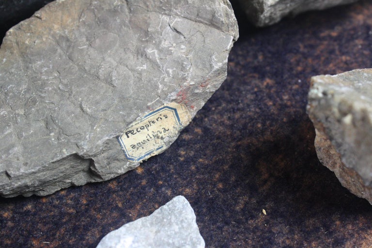 19th Century Collection of Metamorphic Sedimentary Mineral Geological ...