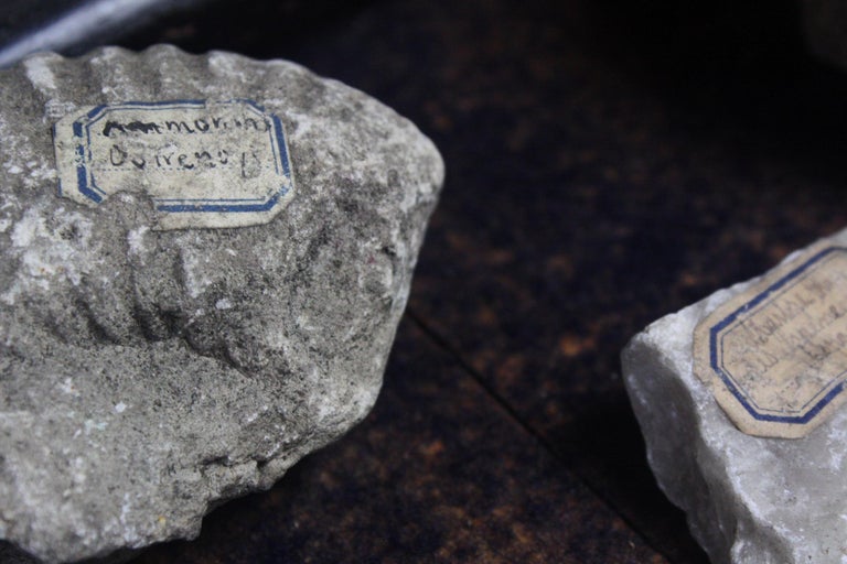 19th Century Collection of Metamorphic Sedimentary Mineral Geological ...