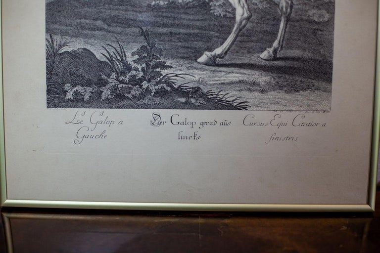 19th Century Copperplate Engraving by J.E. Ridinger For Sale at 1stDibs ...