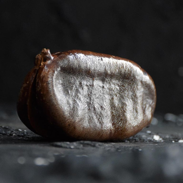 19th Century Curio Unusual Seed Pill Box For Sale at 1stDibs