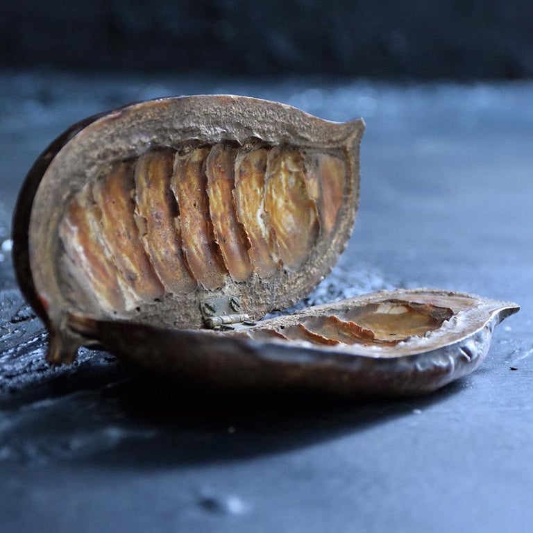 19th Century Curio Unusual Seed Pill Box For Sale at 1stDibs