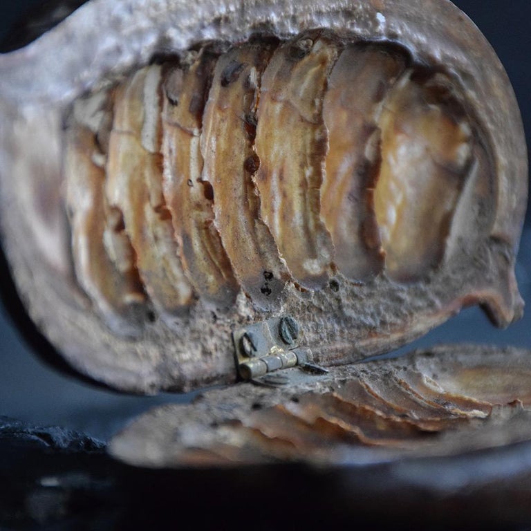 19th Century Curio Unusual Seed Pill Box For Sale at 1stDibs