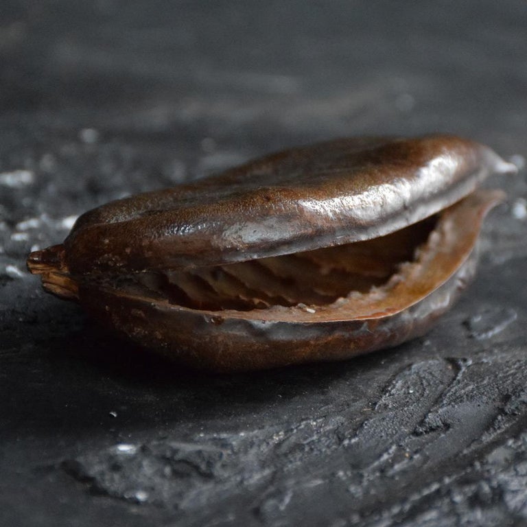 19th Century Curio Unusual Seed Pill Box For Sale at 1stDibs