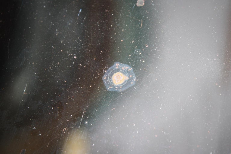 19th Century Distortion Optical Mirror Concave Curio Fairground Circus ...