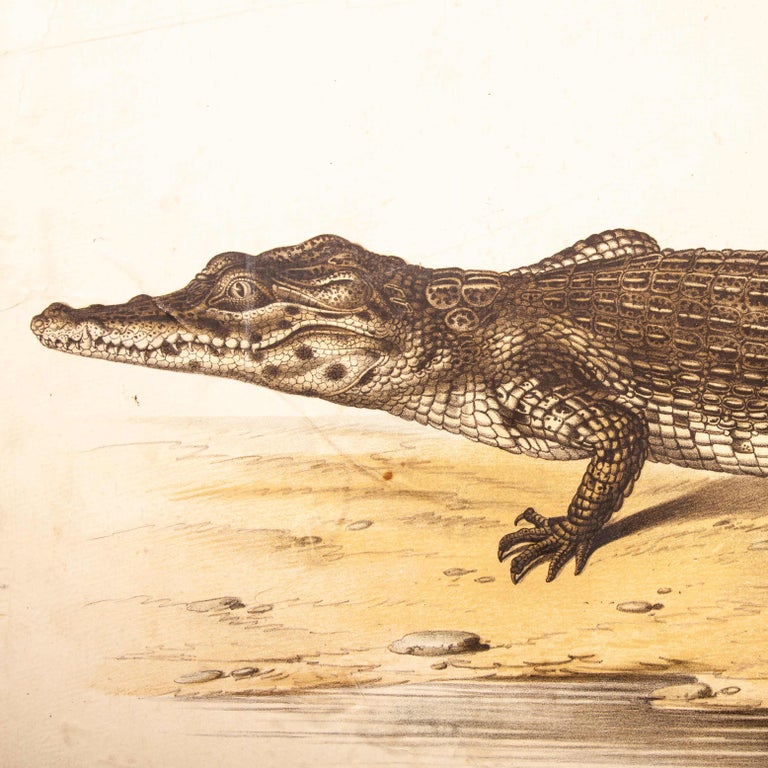 19th Century Educational German Chart, Snake And Crocodile For Sale at ...