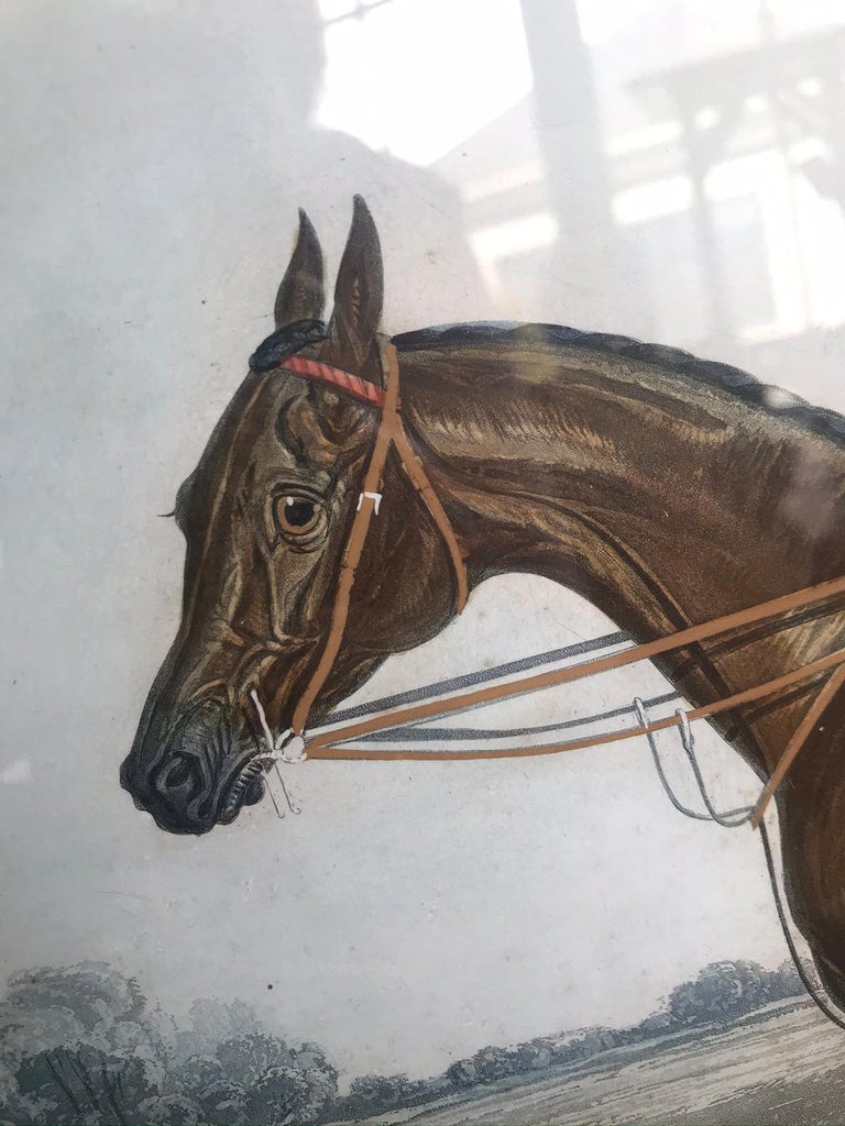 19th Century English Colored Engraving, Sefton the Racehorse and Henry ...