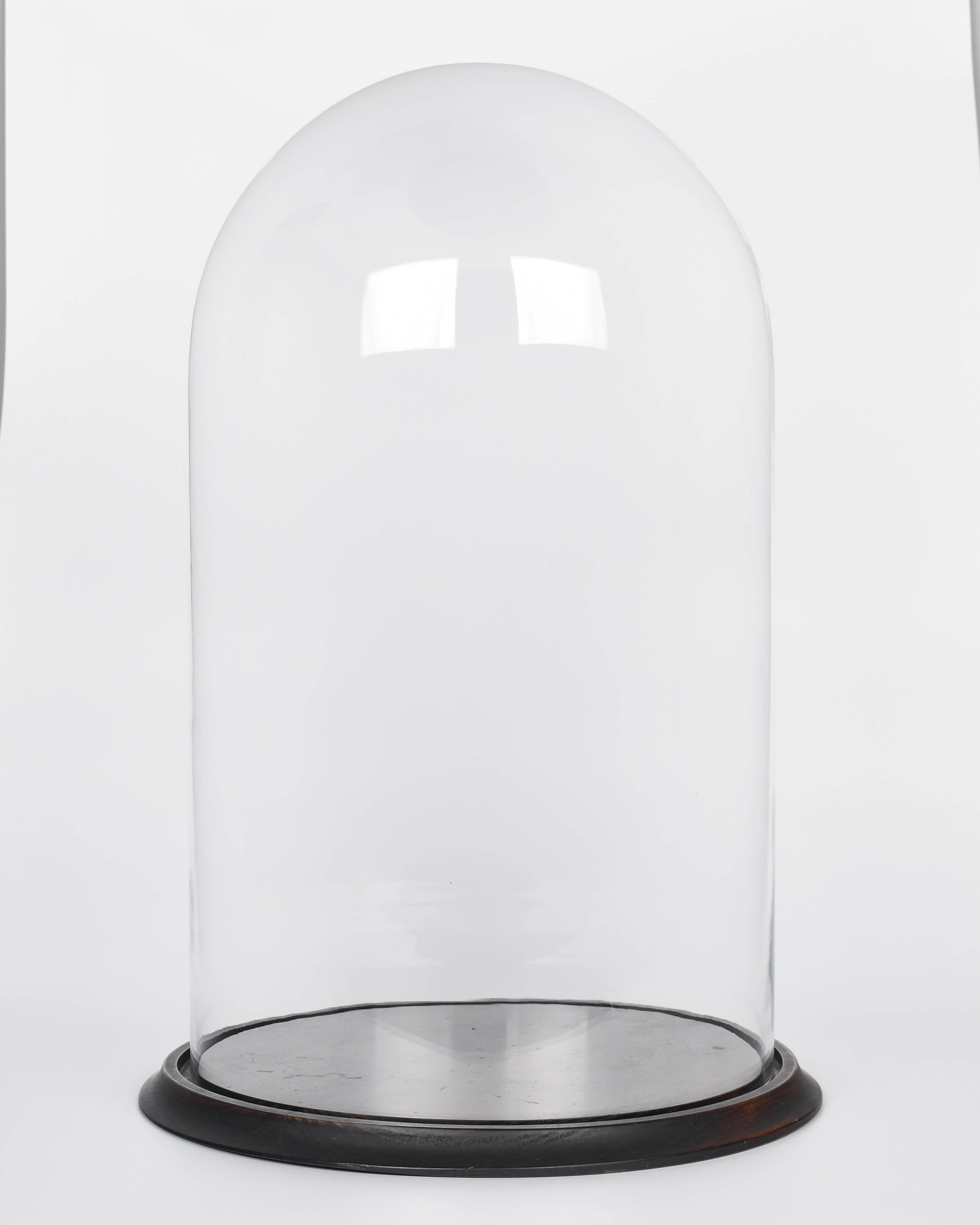 19th Century English Victorian Glass Specimen Dome For Sale at 1stDibs