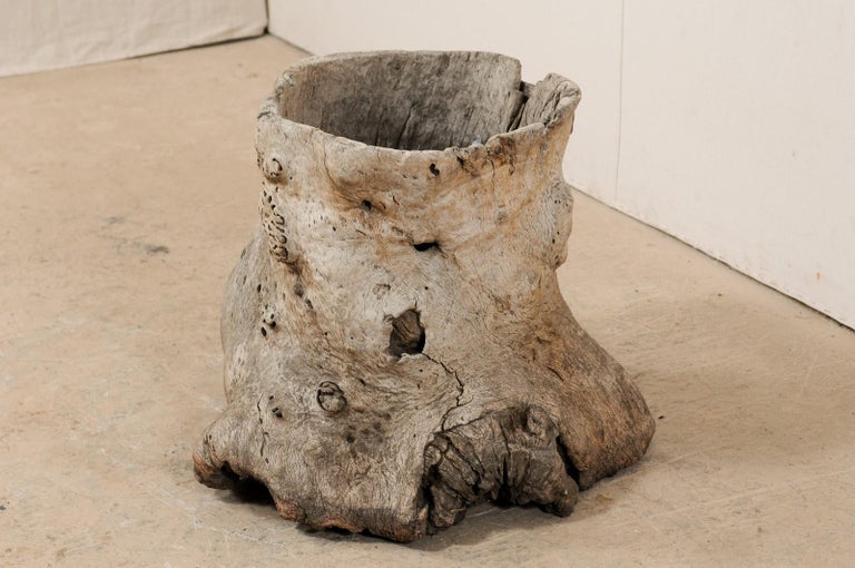 19th Century European Hollowed and Knobby Tree Trunk at 1stDibs