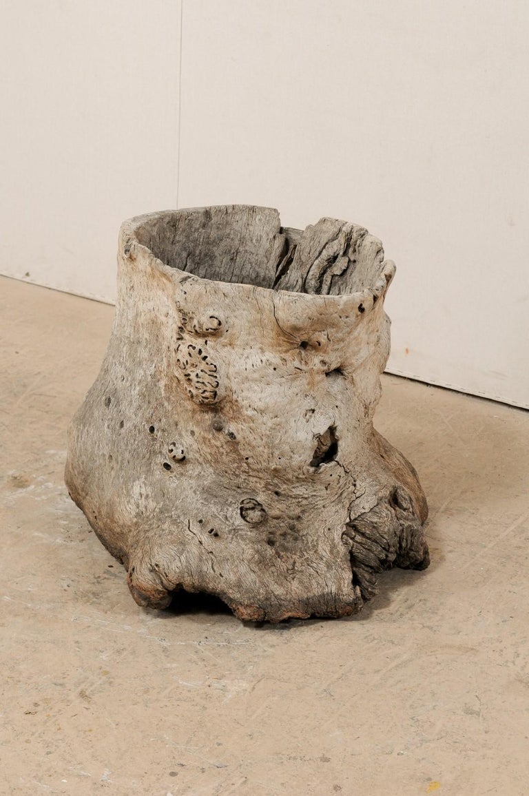 19th Century European Hollowed and Knobby Tree Trunk at 1stDibs