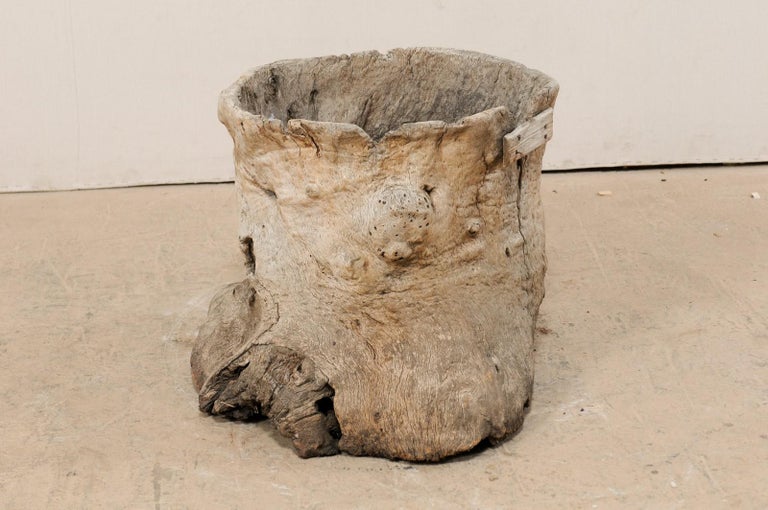 19th Century European Hollowed and Knobby Tree Trunk at 1stDibs