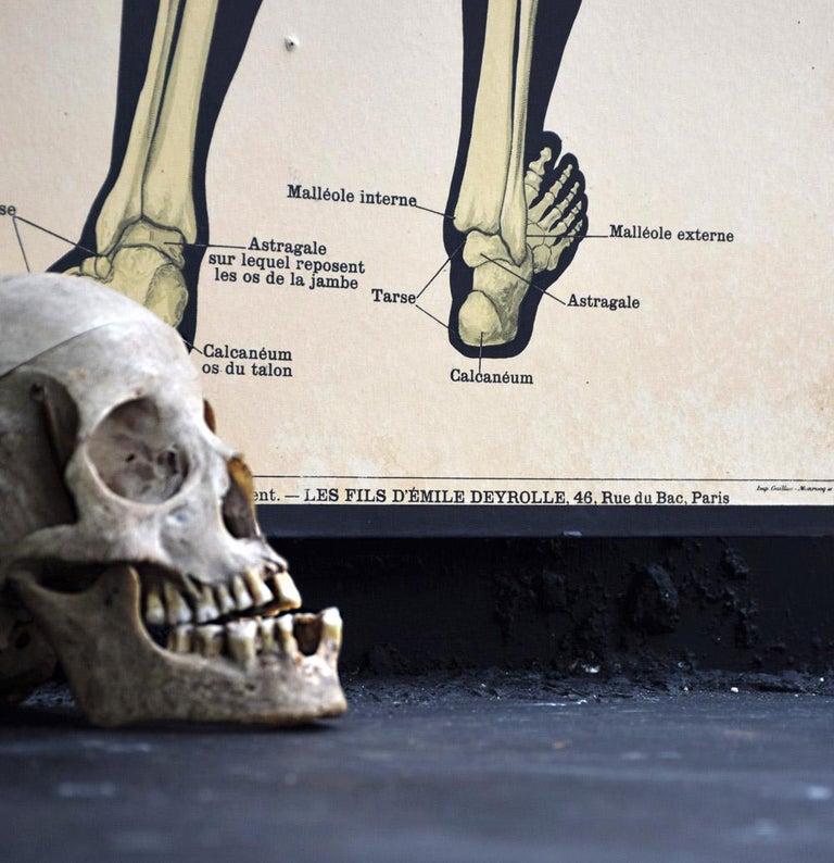 19th Century French Émile Deyrolle Anatomical Lithograph Poster For ...