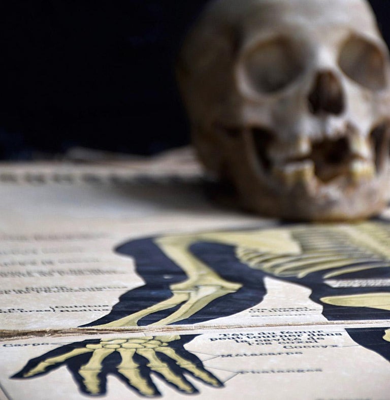 19th Century French Émile Deyrolle Anatomical Lithograph Poster For ...