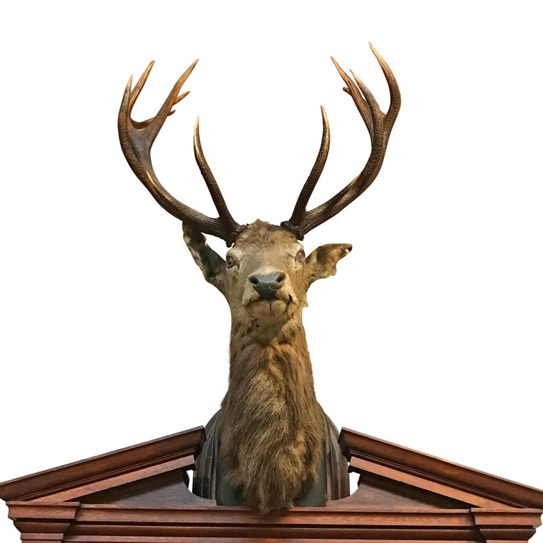 19th Century German Gun Cabinet with Stag Trophy Mount at 1stDibs