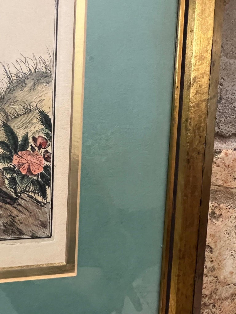 19th Century Hand Colored Etchings of Chinese Plants in France by ...