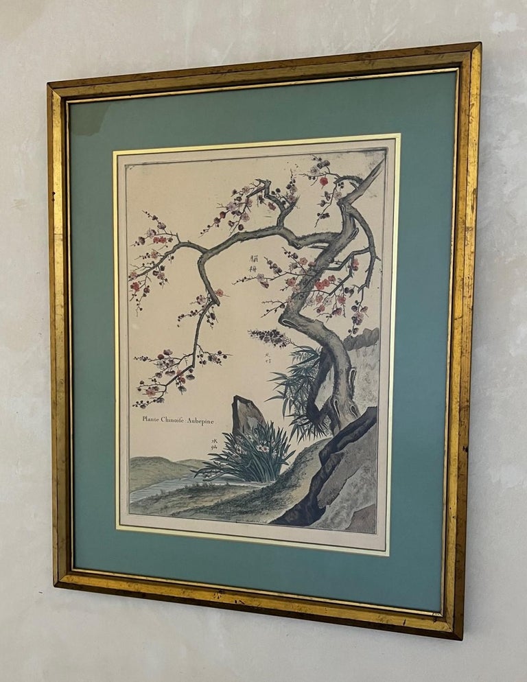 19th Century Hand Colored Etchings of Chinese Plants in France by ...