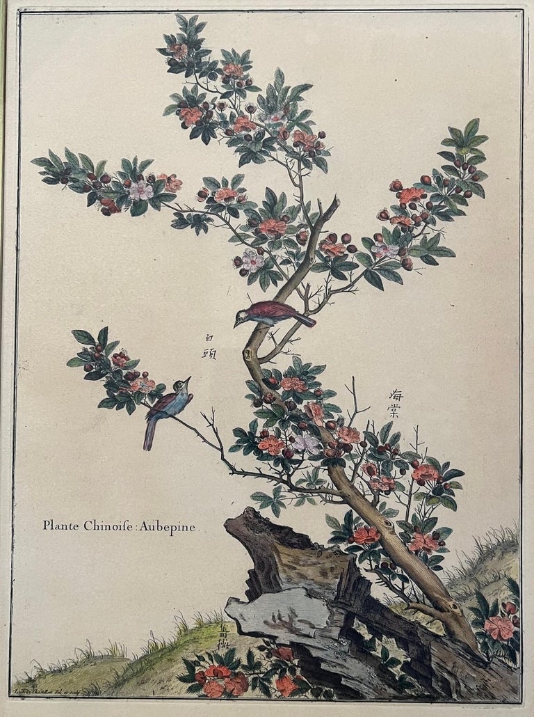 19th Century Hand Colored Etchings of Chinese Plants in France by ...