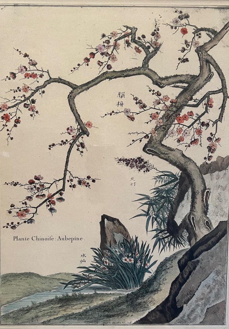 19th Century Hand Colored Etchings of Chinese Plants in France by ...