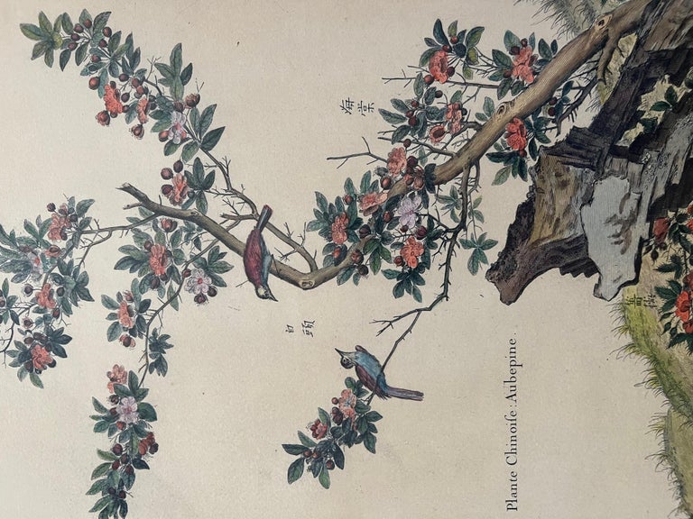19th Century Hand Colored Etchings of Chinese Plants in France by ...