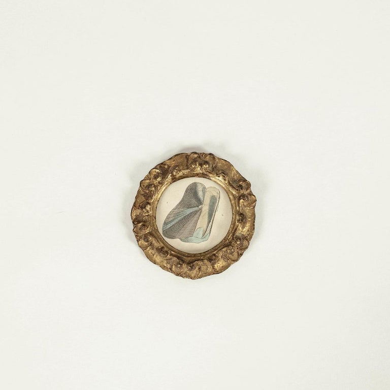 19th Century Hand-Colored Mollusk Engravings For Sale at 1stDibs