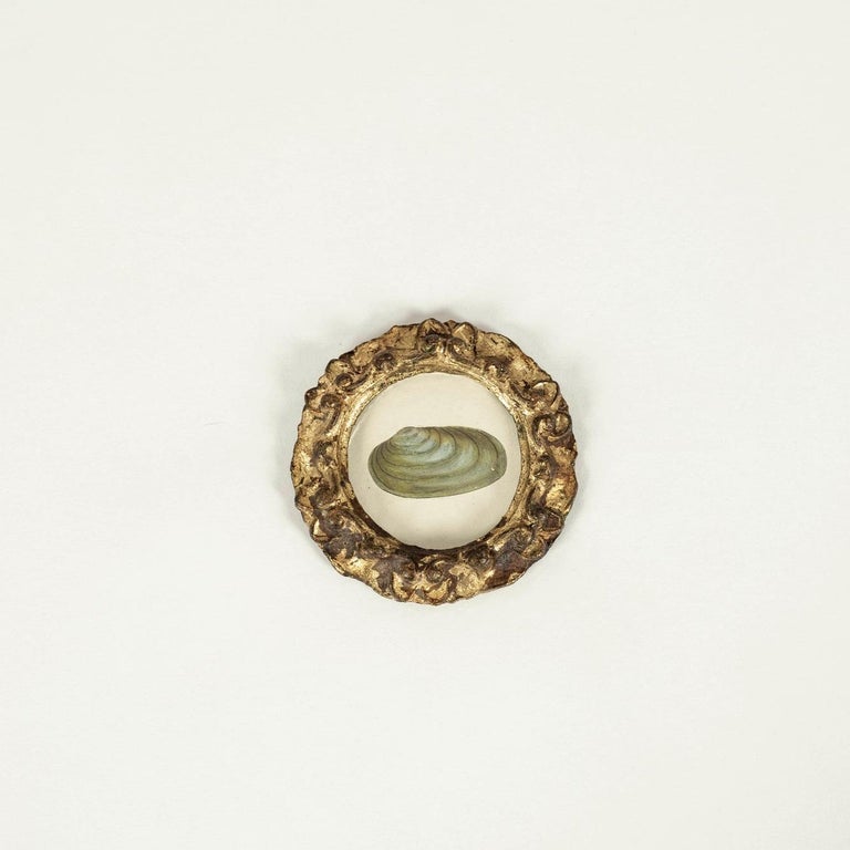 19th Century Hand-Colored Mollusk Engravings For Sale at 1stDibs