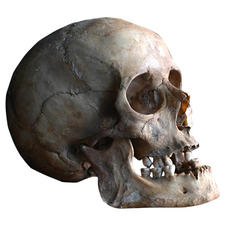 19th Century Human Skull For Sale at 1stDibs