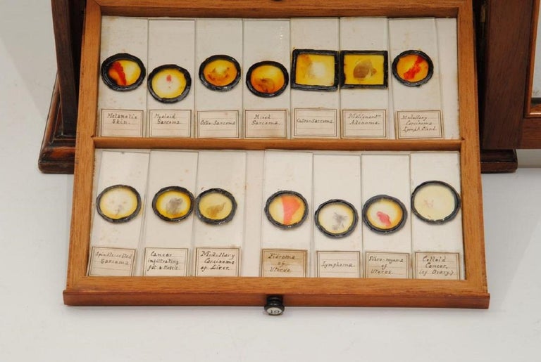 19th Century Microscope Slide Cabinet and 280 Slides For Sale at 1stDibs