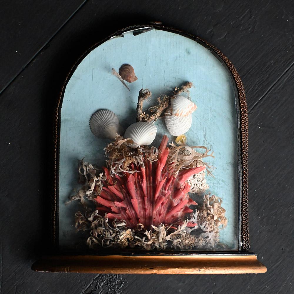 19th Century Natural History Display Shell Diorama at 1stDibs