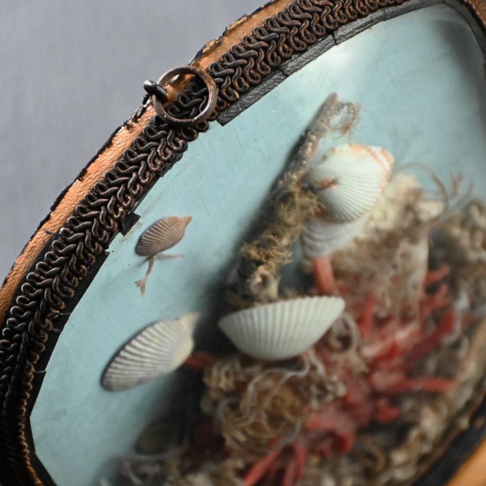 19th Century Natural History Display Shell Diorama at 1stDibs