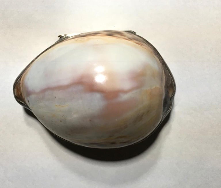 19th Century Natural Shell Mounted in Silver Box at 1stDibs