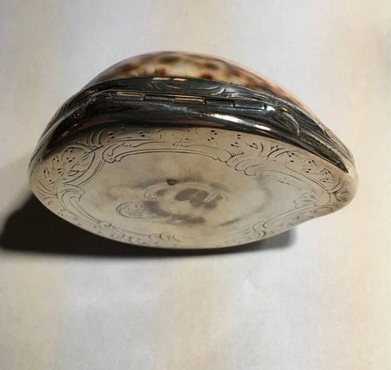 19th Century Natural Shell Mounted in Silver Box at 1stDibs