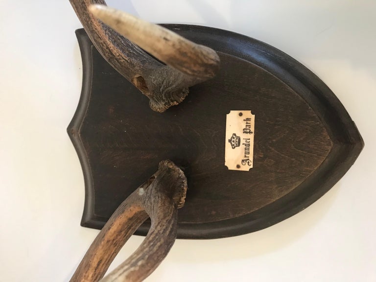 19th Century Red Stag Antlers Mounted on Shield Shaped Plaque For Sale ...