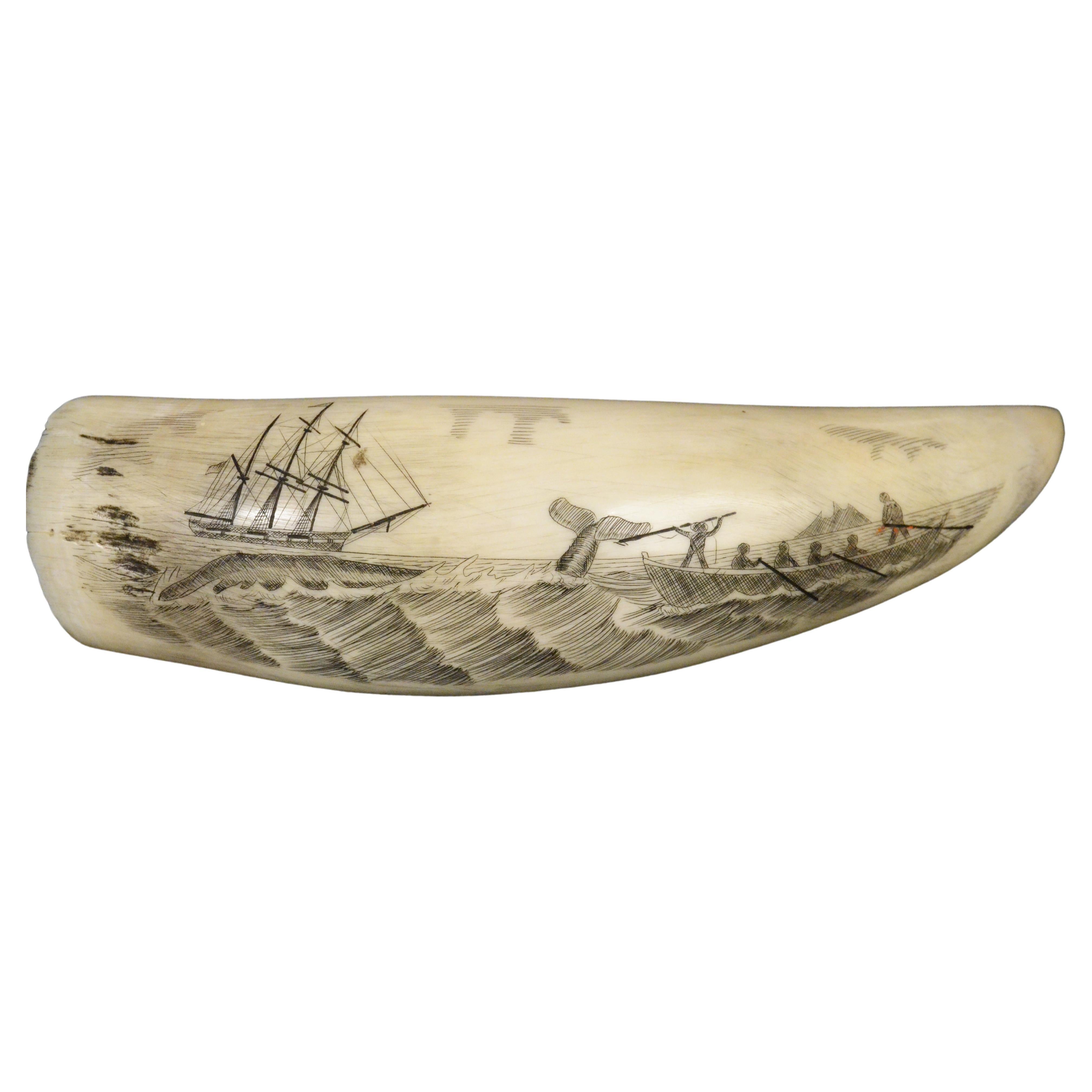 19th Century Scrimshaw of Antique Engraved Whale Tooth Fine Nautical ...