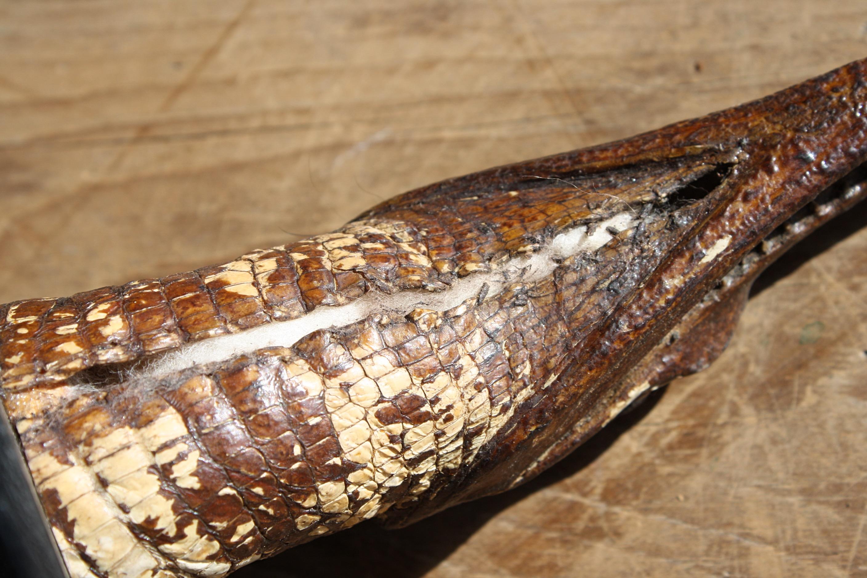 19th Century Taxidermy Juvenile Gharial Crocodile 'Gavialis Gangeticus ...