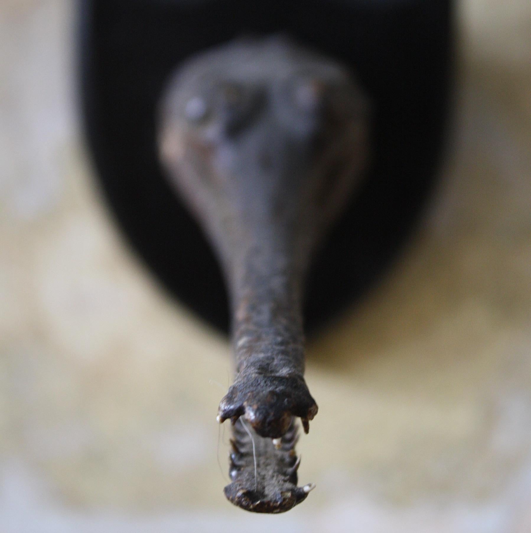 19th Century Taxidermy Juvenile Gharial Crocodile 'Gavialis Gangeticus ...