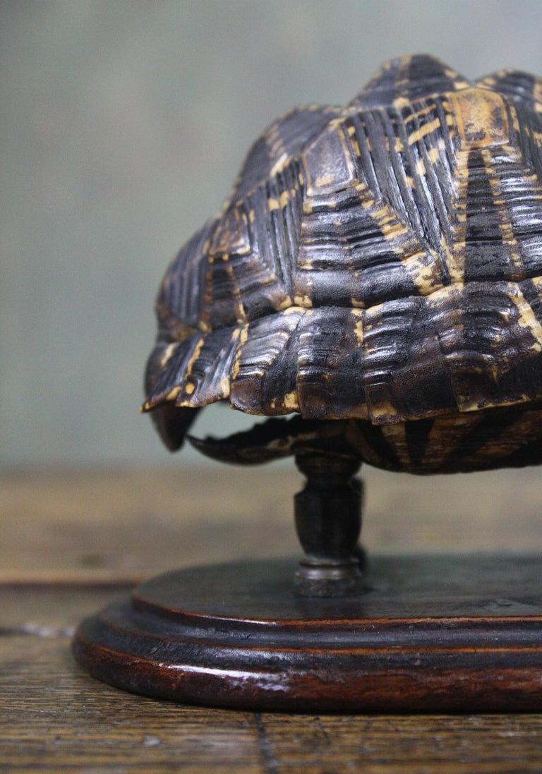 19th Century Trio of Tortoise Specimens Taxidermy Victorian Curiosity ...