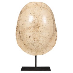 19th Century "Blonde" Turtle Shell, on a Lamp Mounted Stand at 1stDibs