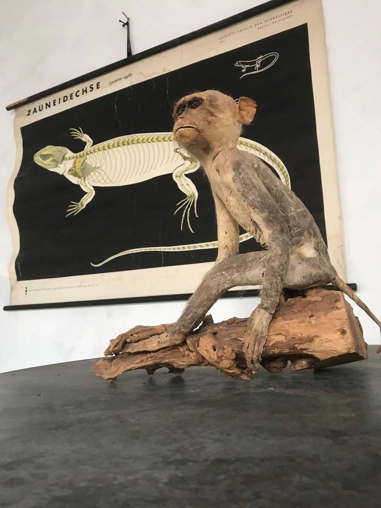 19th Century Victorian Stuffed Macaque Monkey Taxidermy Collectible ...