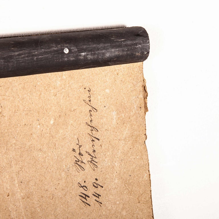 19th Century Vintage German Educational Chart, Sharks at 1stDibs